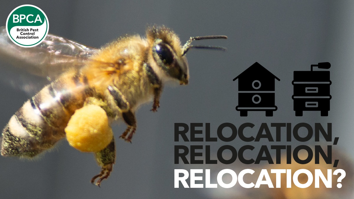 Opinion: Honey bee relocation