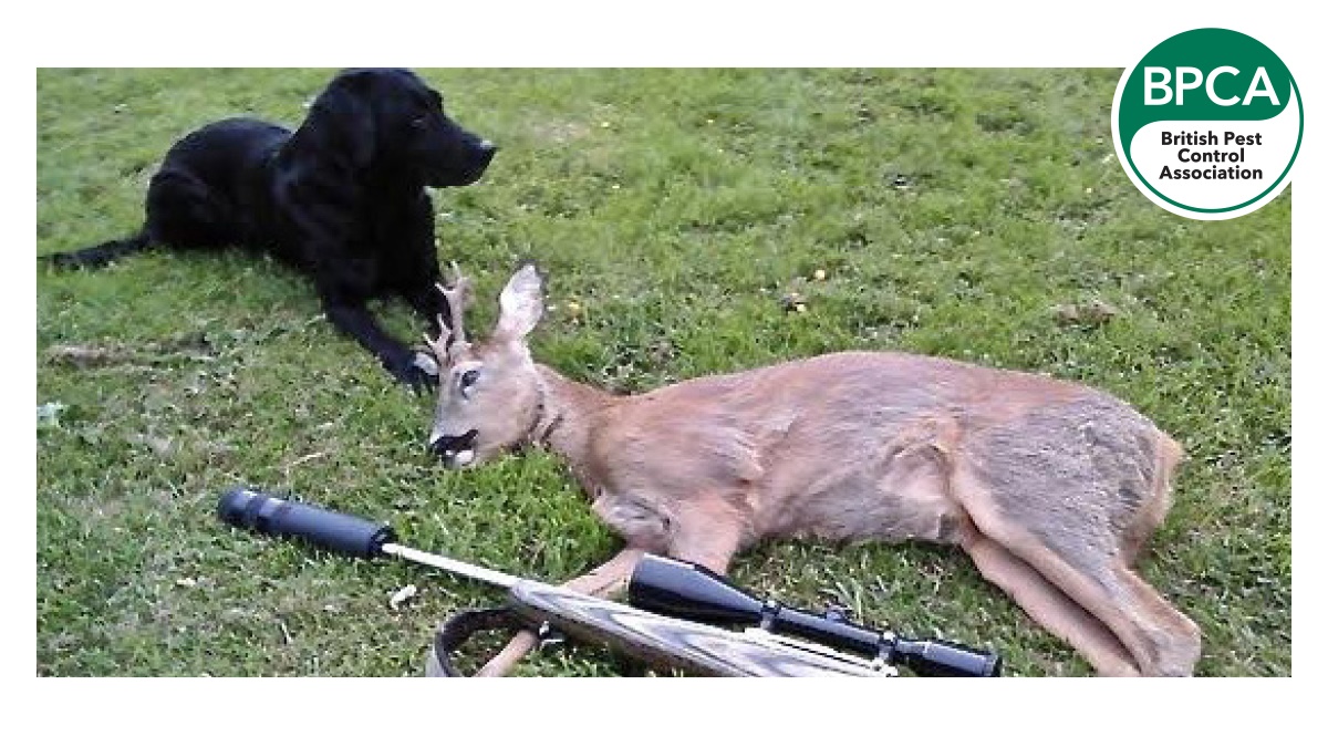 What's the matter now, deer? Native deer management in the UK