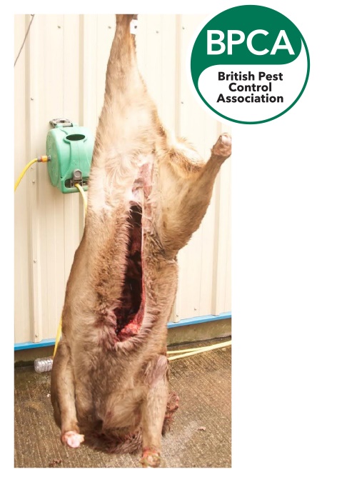 What's the matter now, deer? Native deer management in the UK