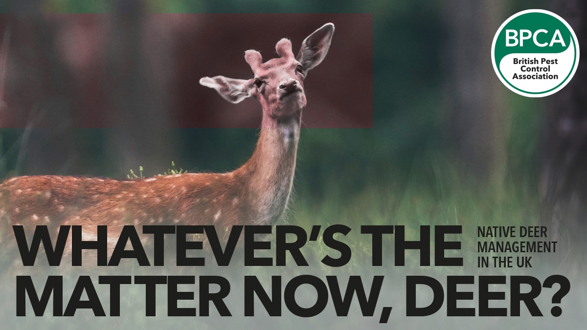 What's the matter now, deer? Native deer management in the UK