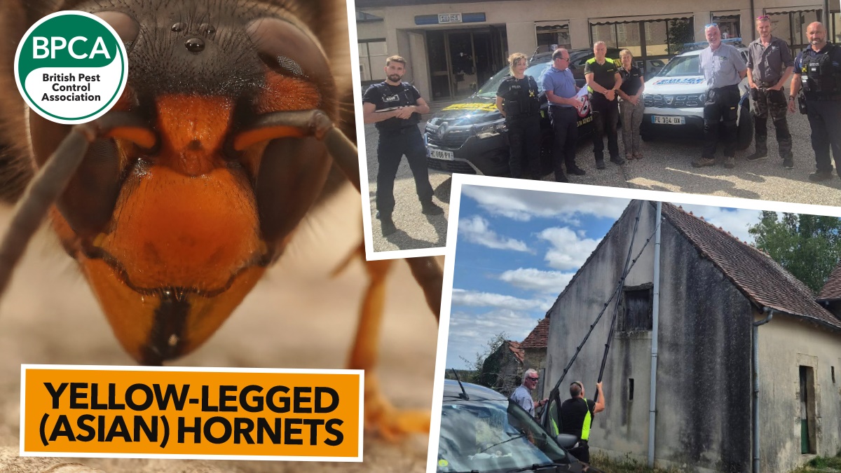 Lessons from across the channel: Yellow-legged (Asian) hornets
