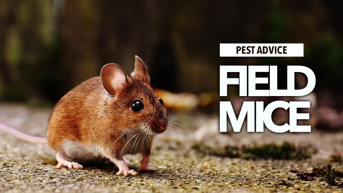 Pest advice for controlling Field Mice