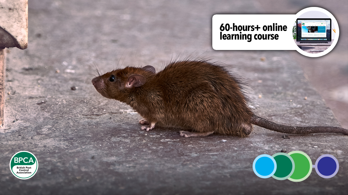 Level 2 Pest Management – 60-hours online learning course