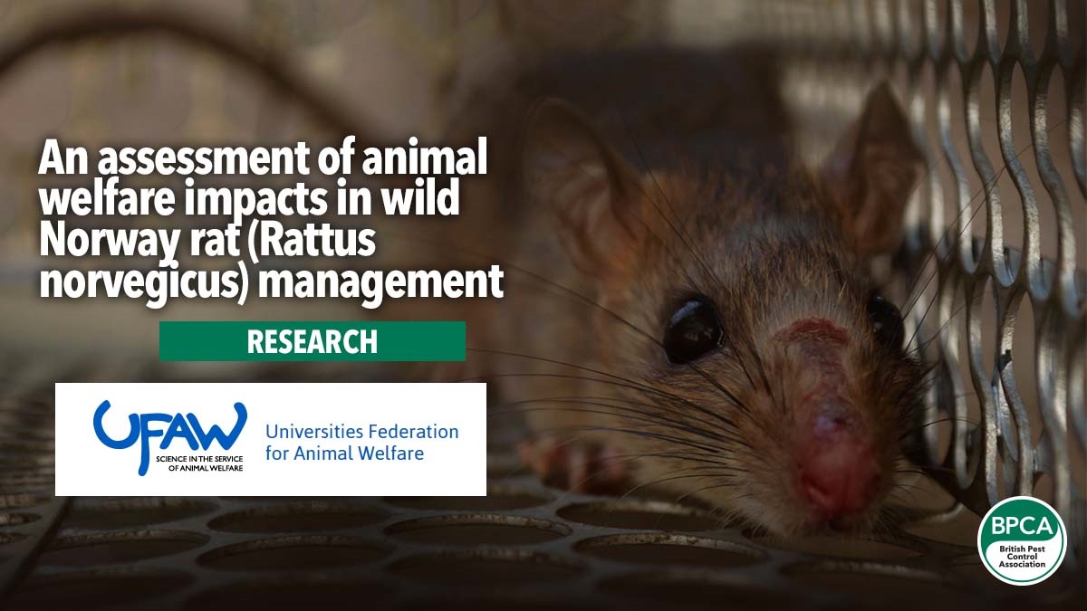 New study says some methods of rat control fail to consider animal ...