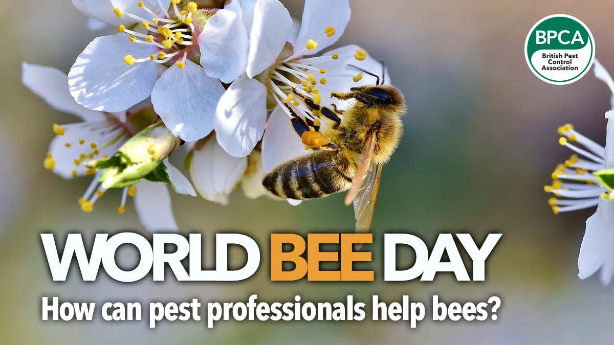 World Bee Day: how can pest professionals help bees?