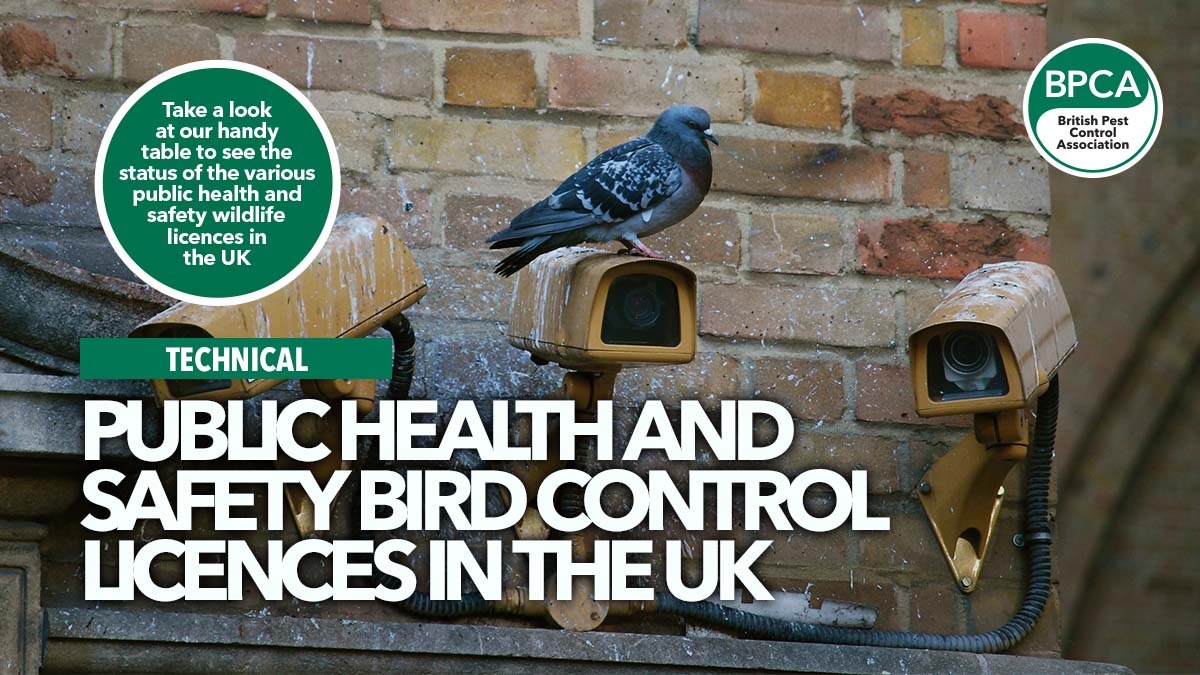 Public health and safety bird control licences in the UK